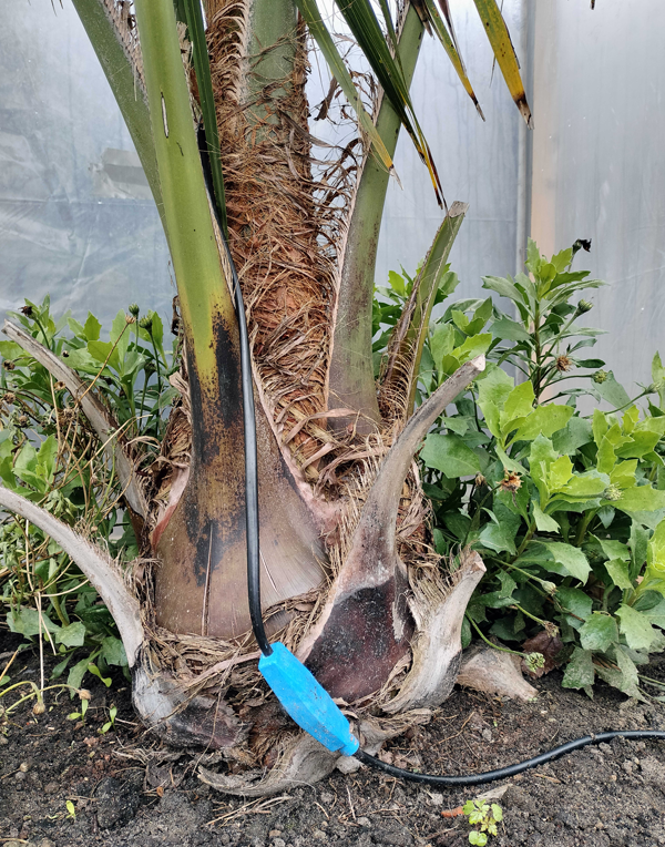 Help jouw palmen de winter door | Gerrits Tuinmeubelen